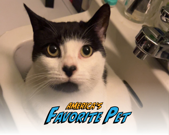 Milo | America's Favorite Pet