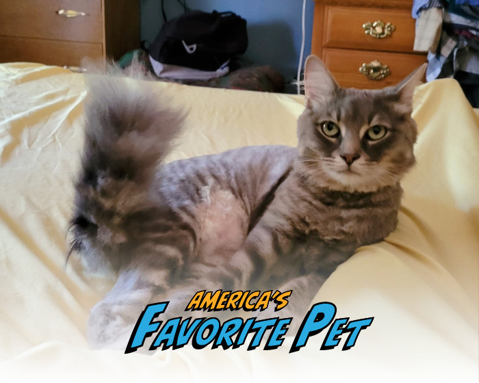 Greyson | America's Favorite Pet