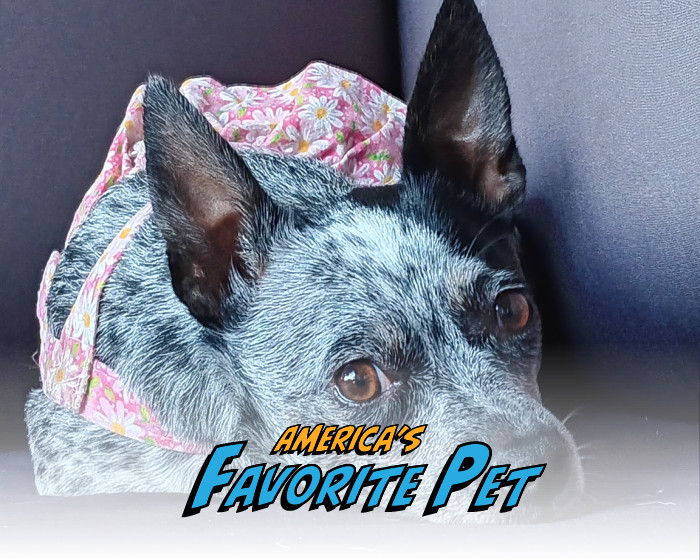 Bonnie | America's Favorite Pet