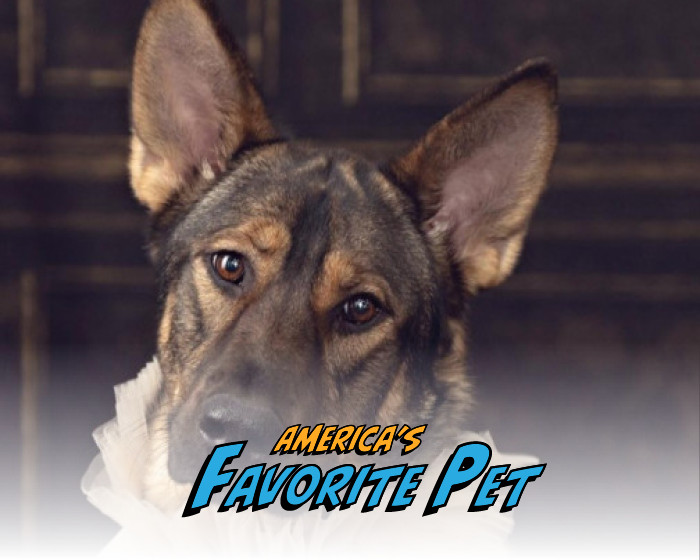Izzy | America's Favorite Pet