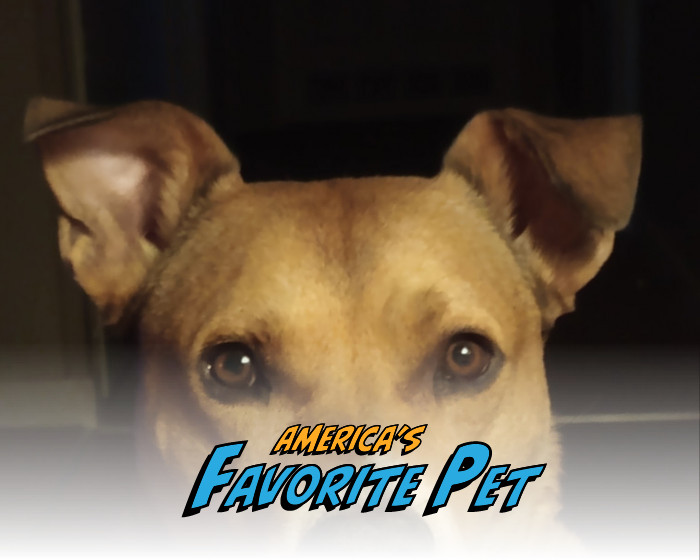 Max | America's Favorite Pet