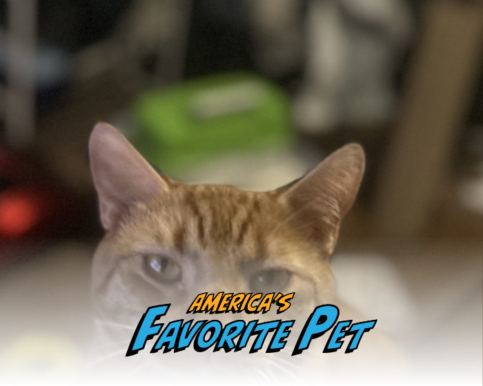 Garfy | America's Favorite Pet