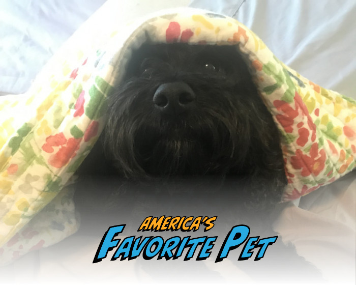 Zeus | America's Favorite Pet