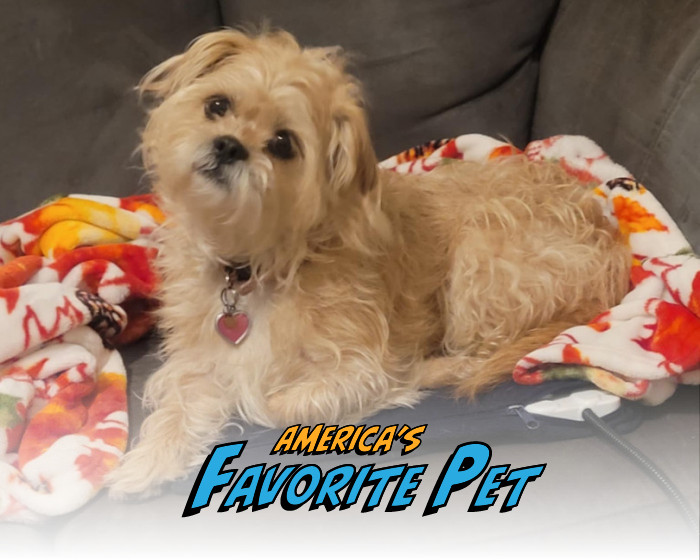 Livia Charlotte | America's Favorite Pet