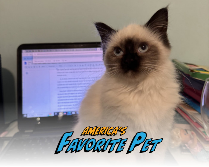 Rumi | America's Favorite Pet