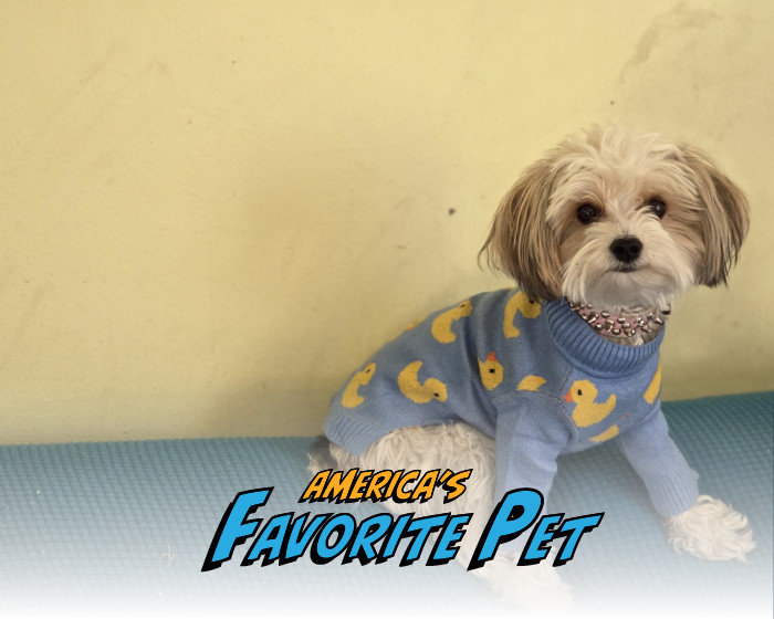 Gizmo | America's Favorite Pet