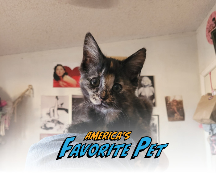 Toulouse | America's Favorite Pet