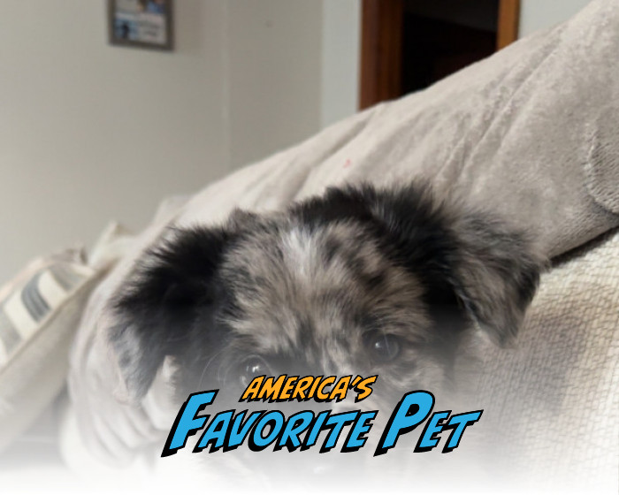 Goode | America's Favorite Pet
