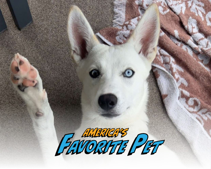 Sadie boo | America's Favorite Pet