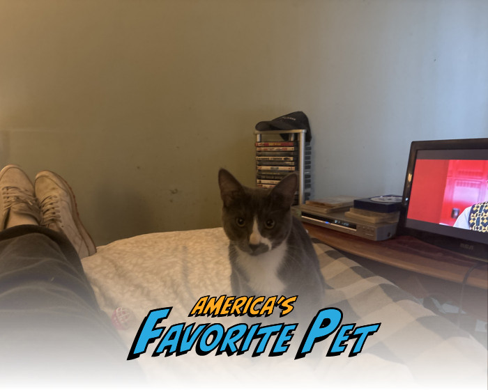 Boo bear | America's Favorite Pet