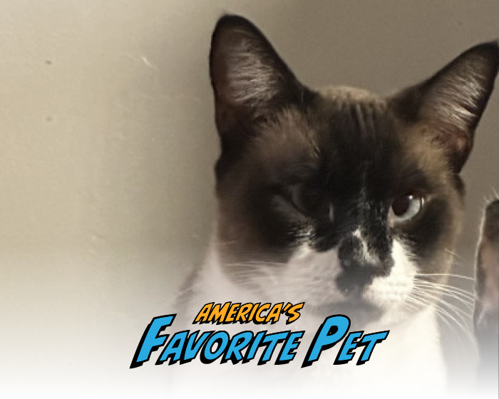 Milo | America's Favorite Pet