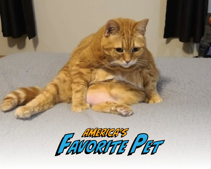 Macha | America's Favorite Pet