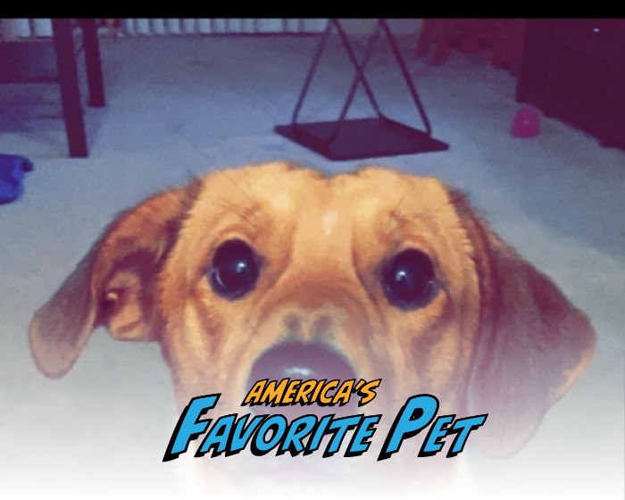 Riley | America's Favorite Pet