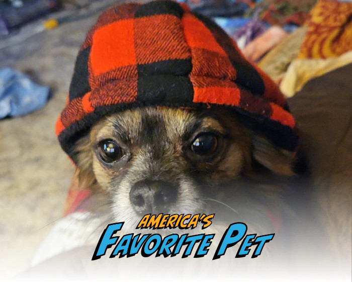 Reggie | America's Favorite Pet