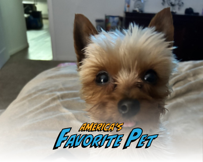 Diesel | America's Favorite Pet