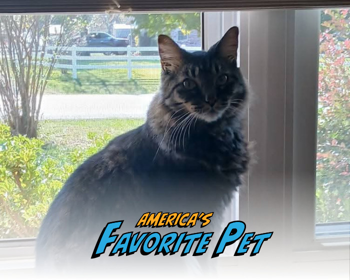 Onyx "onnie" | America's Favorite Pet