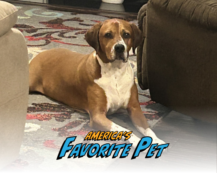 Charlie | America's Favorite Pet