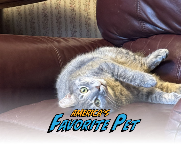 Bubba Kitty | America's Favorite Pet