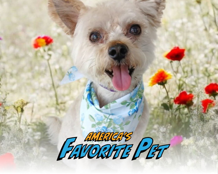 Chief | America's Favorite Pet