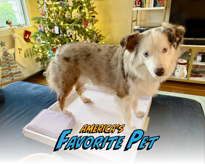 Poppy | America's Favorite Pet