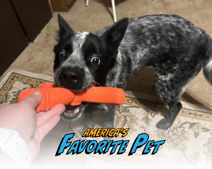 Oreo | America's Favorite Pet