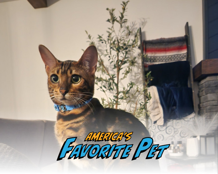 TEAKA | America's Favorite Pet