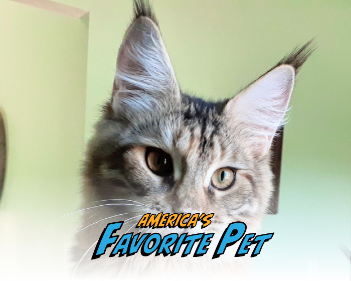 Simone | America's Favorite Pet