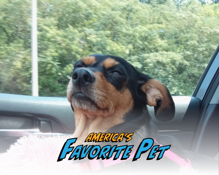 Lilly Grace | America's Favorite Pet