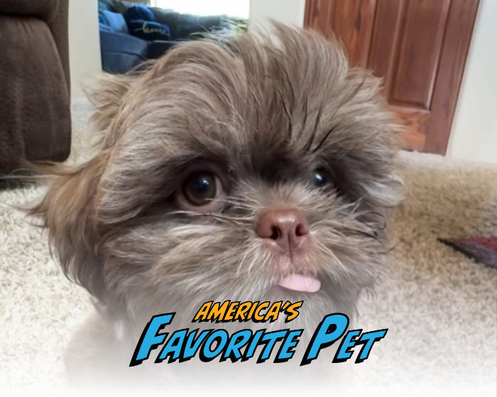 WALL-E | America's Favorite Pet