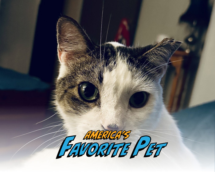 Pookie | America's Favorite Pet