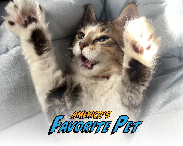 Milo | America's Favorite Pet