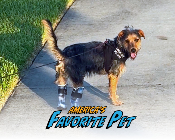 Putnam | America's Favorite Pet