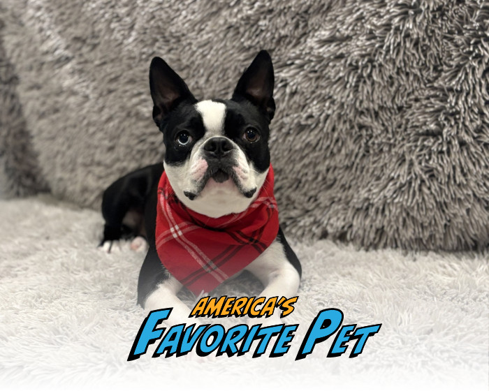 Cub | America's Favorite Pet