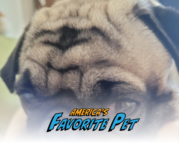 Emily Grace | America's Favorite Pet