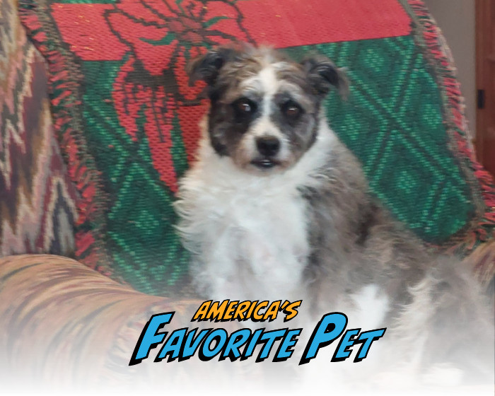 Betty-Bean | America's Favorite Pet