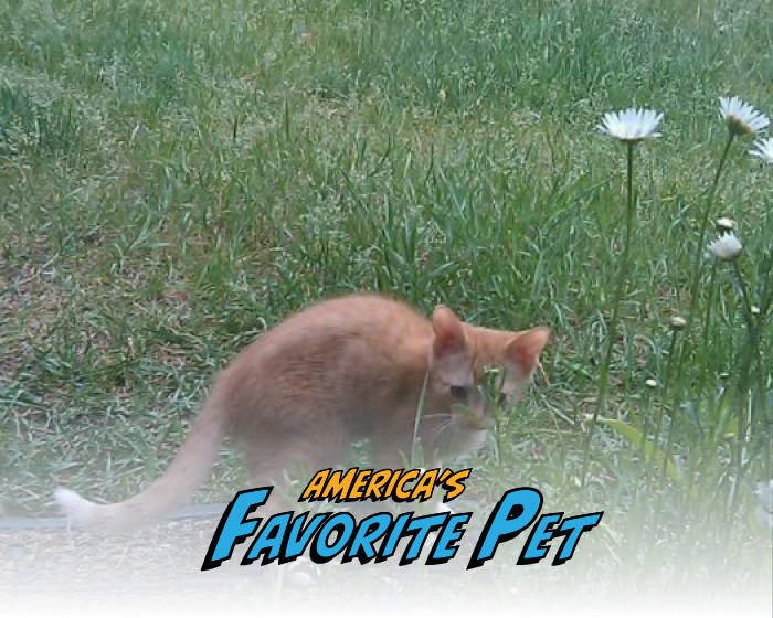 Gangster | America's Favorite Pet