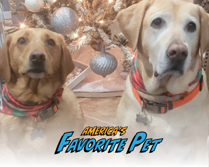 Maggie/Ruby | America's Favorite Pet