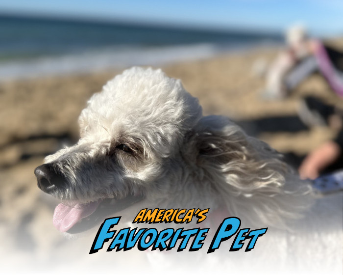 Canelo | America's Favorite Pet