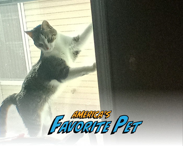 Gizmo | America's Favorite Pet