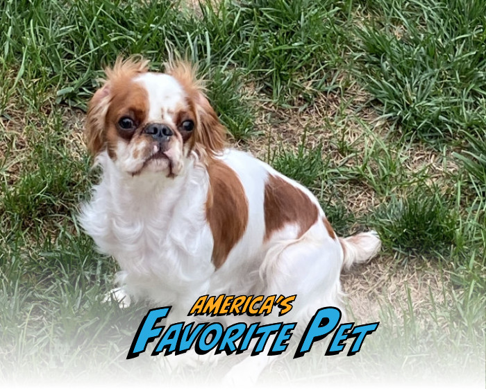 Nala | America's Favorite Pet