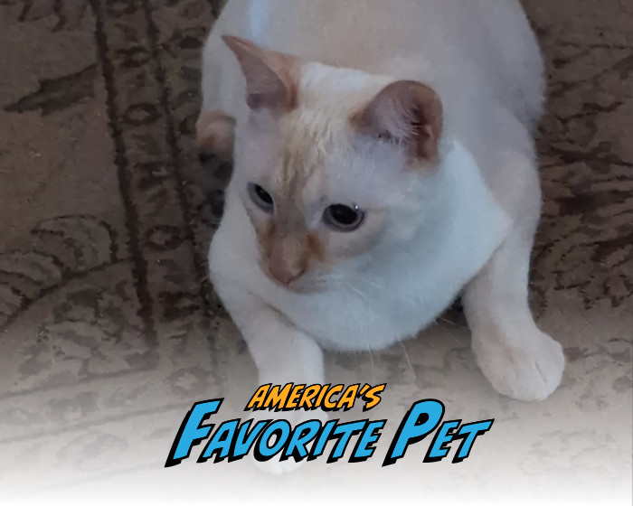 Scooter | America's Favorite Pet