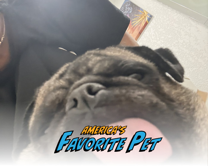 Fifi | America's Favorite Pet