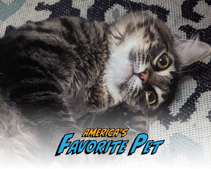 Mr. Booger | America's Favorite Pet