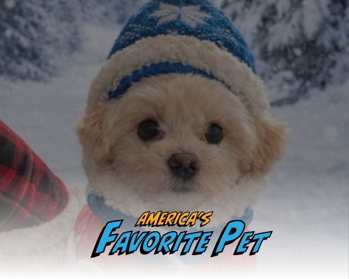 Marley | America's Favorite Pet