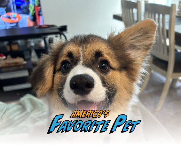 Thor | America's Favorite Pet