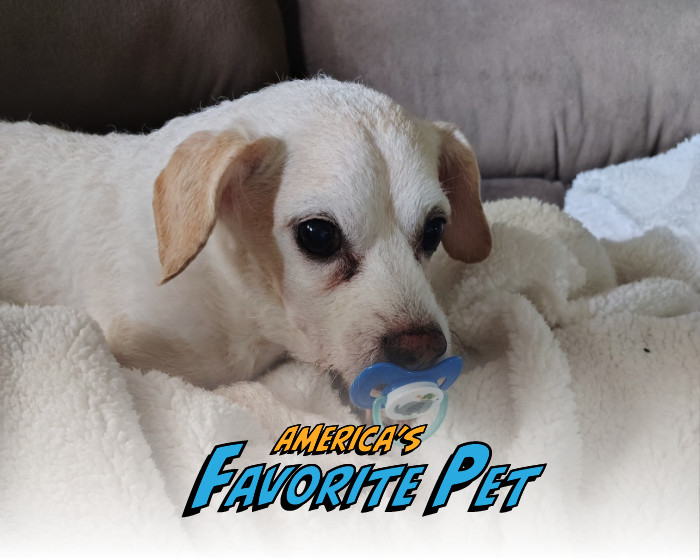 Lego | America's Favorite Pet