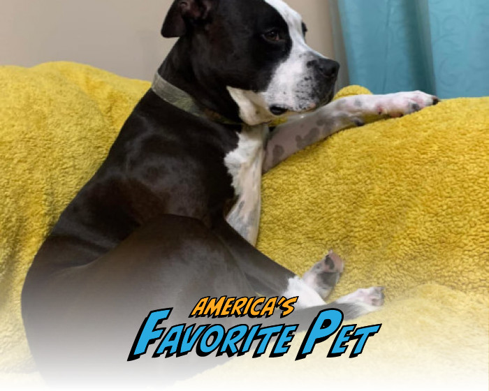 Oreo | America's Favorite Pet