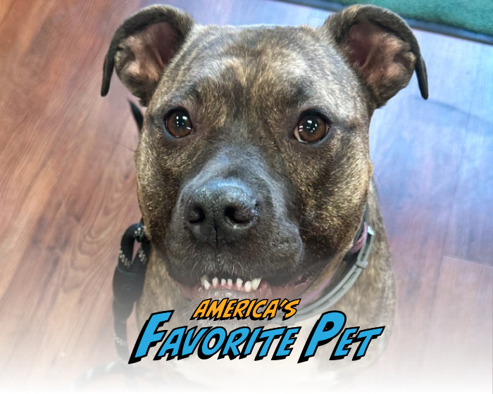 Lucy Pickles | America's Favorite Pet