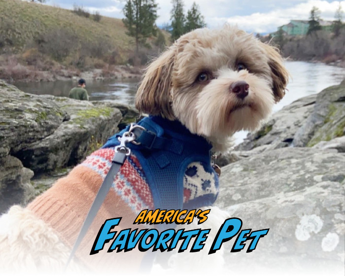 Milo | America's Favorite Pet