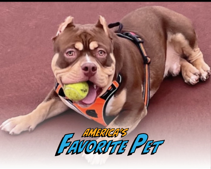 Taz | America's Favorite Pet